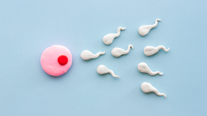 Tonicard untuk Kesuburan Pria: Manfaat, Dosis & Efek Samping